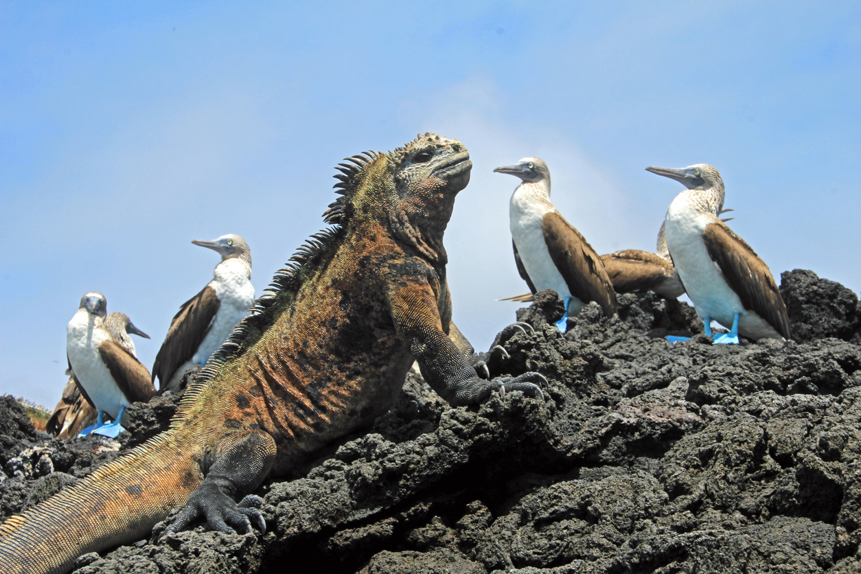10-Day Galápagos Land Tour | Volcanoes, Wildlife & Snorkeling Adventure